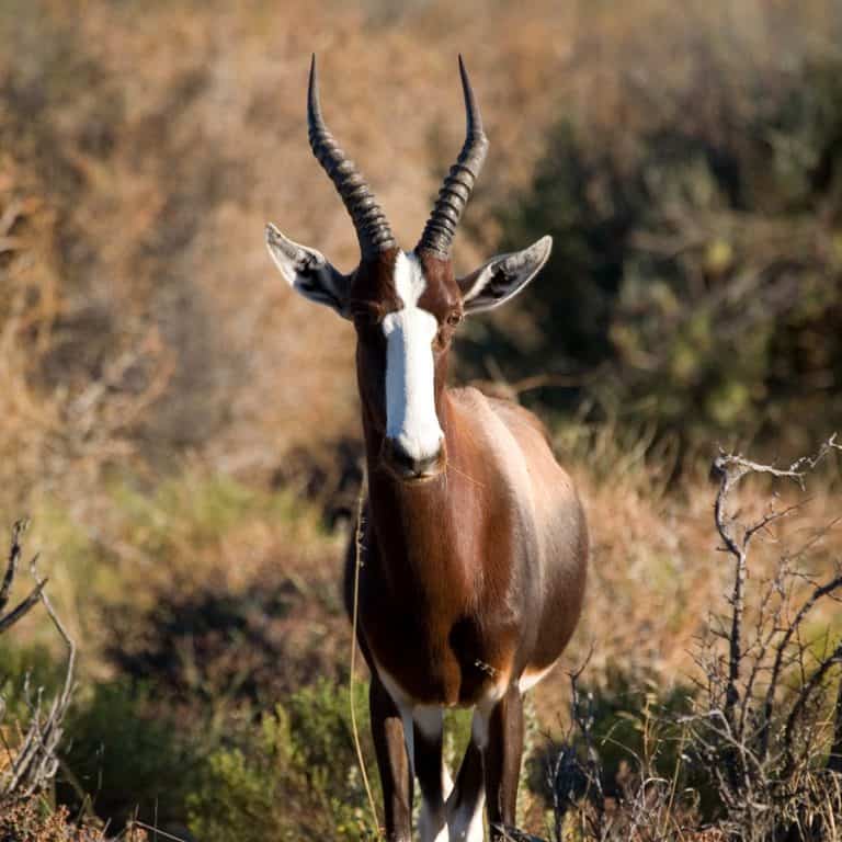 Wildtiere in Namibia: Entdecken Sie unsere Fotogalerie
